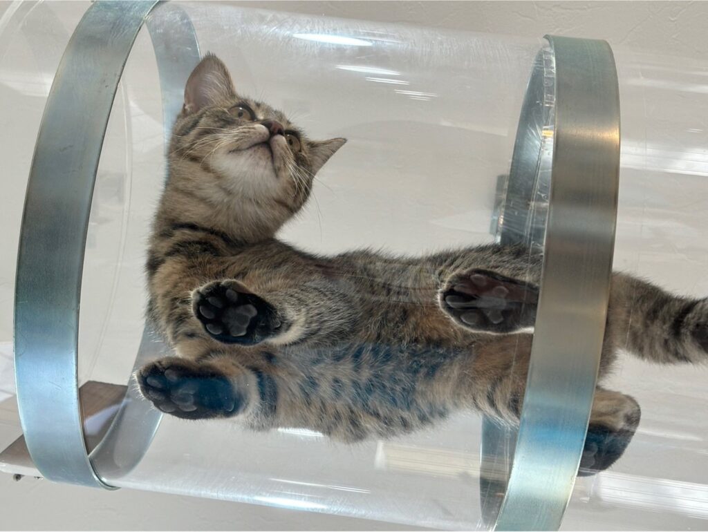 ギャラリー | Cafe calico